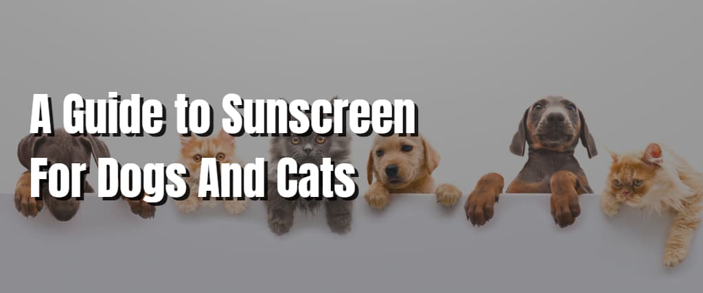 A Guide to Sunscreen For Dogs And Cats – MY Healthy Balance