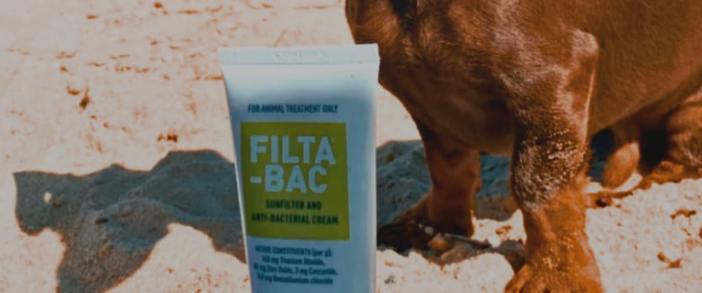 A Guide to Sunscreen For Dogs And Cats – MY Healthy Balance