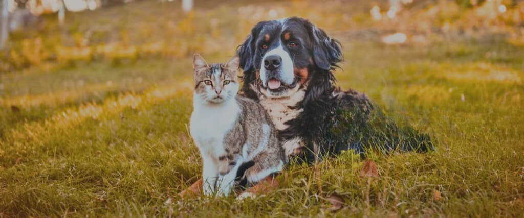 A Guide to Sunscreen For Dogs And Cats – MY Healthy Balance