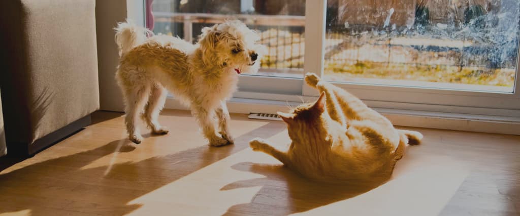 A Guide to Sunscreen For Dogs And Cats – MY Healthy Balance