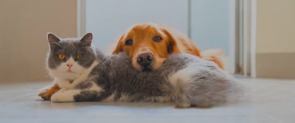 A Guide to Sunscreen For Dogs And Cats – MY Healthy Balance