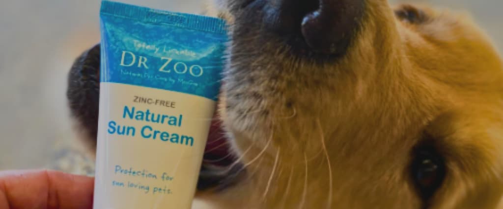 A Guide to Sunscreen For Dogs And Cats – MY Healthy Balance