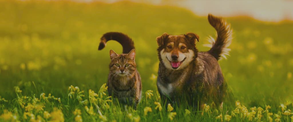 A Guide to Sunscreen For Dogs And Cats – MY Healthy Balance