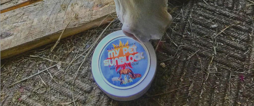 A Guide to Sunscreen For Dogs And Cats – MY Healthy Balance