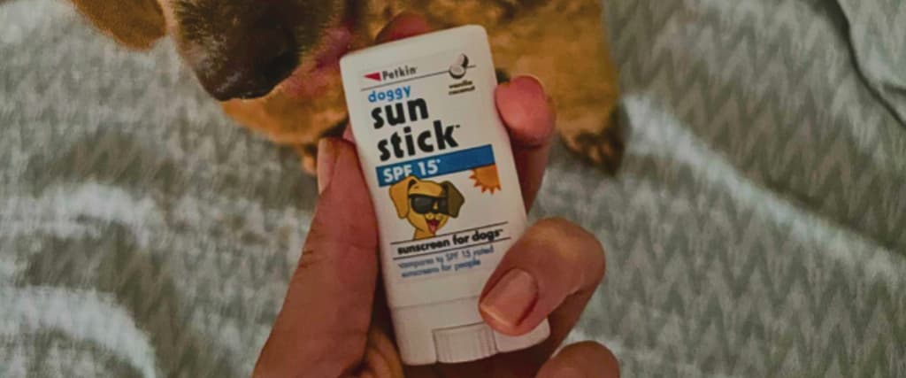 A Guide to Sunscreen For Dogs And Cats – MY Healthy Balance