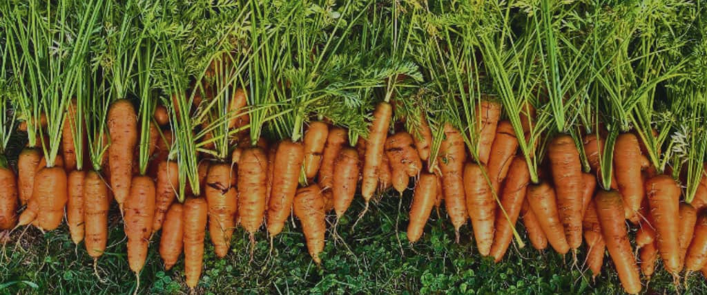 How many calories are in a carrot? – MY Healthy Balance